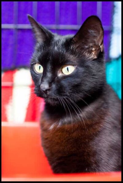 Cat of the Week – 22nd March 2015 – Sooty – Mid West Cat Shelter, Inc