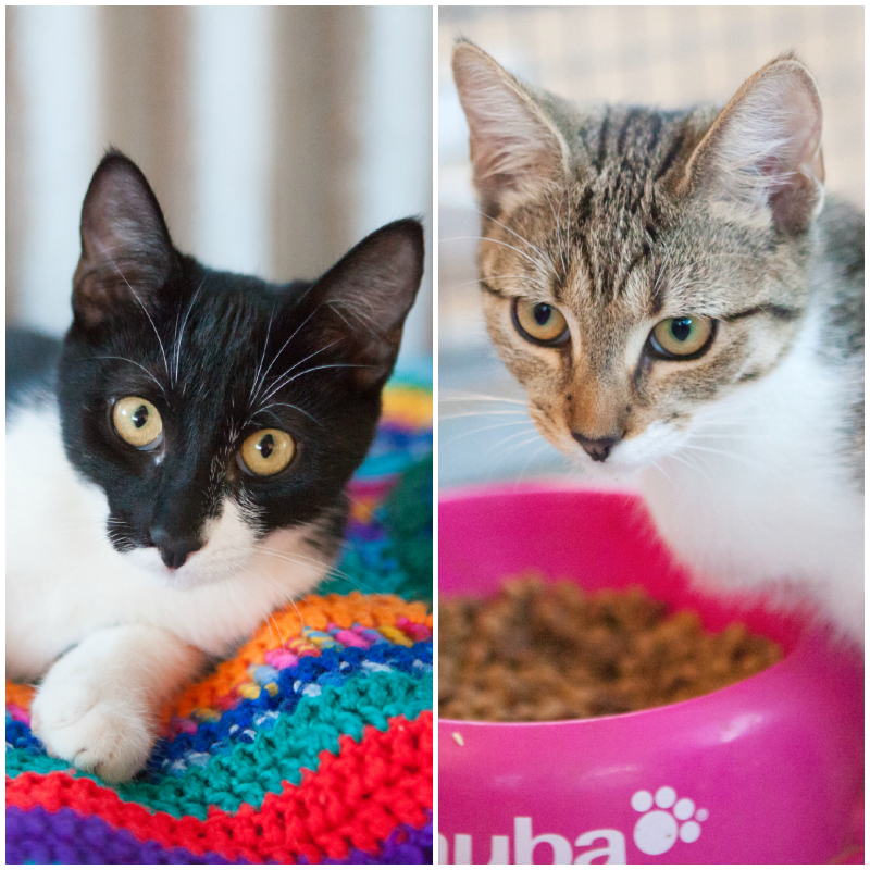 Cats of the Week- 19th April 2015- Bonded Kittens – Mini-Me & Muggle ...